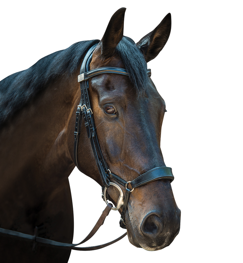 Complete Fairfax Snaffle Bridle with Drop Noseband – Fairfax Saddles